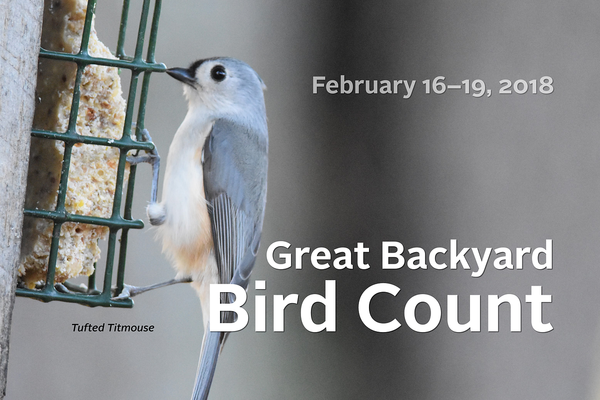 This Weekend: The Great Backyard Bird Count | by Shaver's Creek | Medium