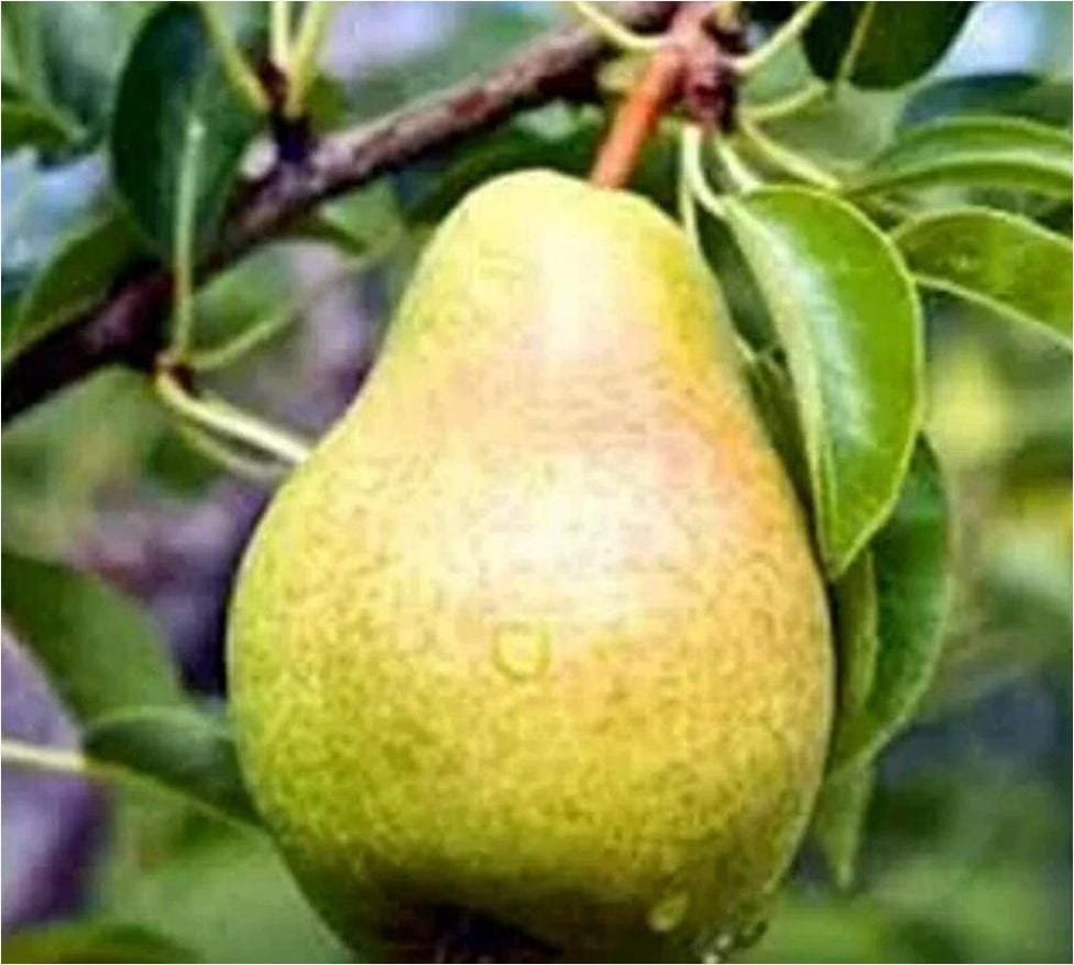 Okulasi Tanaman Bibit Buah Pir Pear Asia Hijau Tabanan Terlengkap | by ...