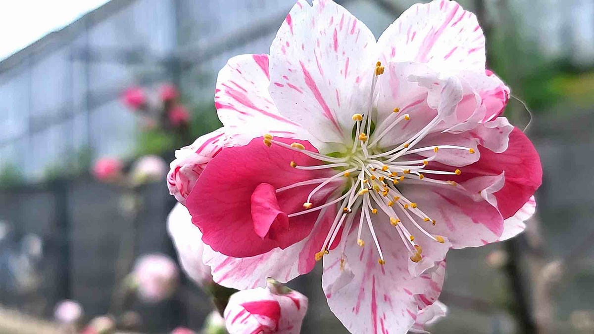 Three Weeks Only. We have a peach flowering tree in our… | by Michael ...
