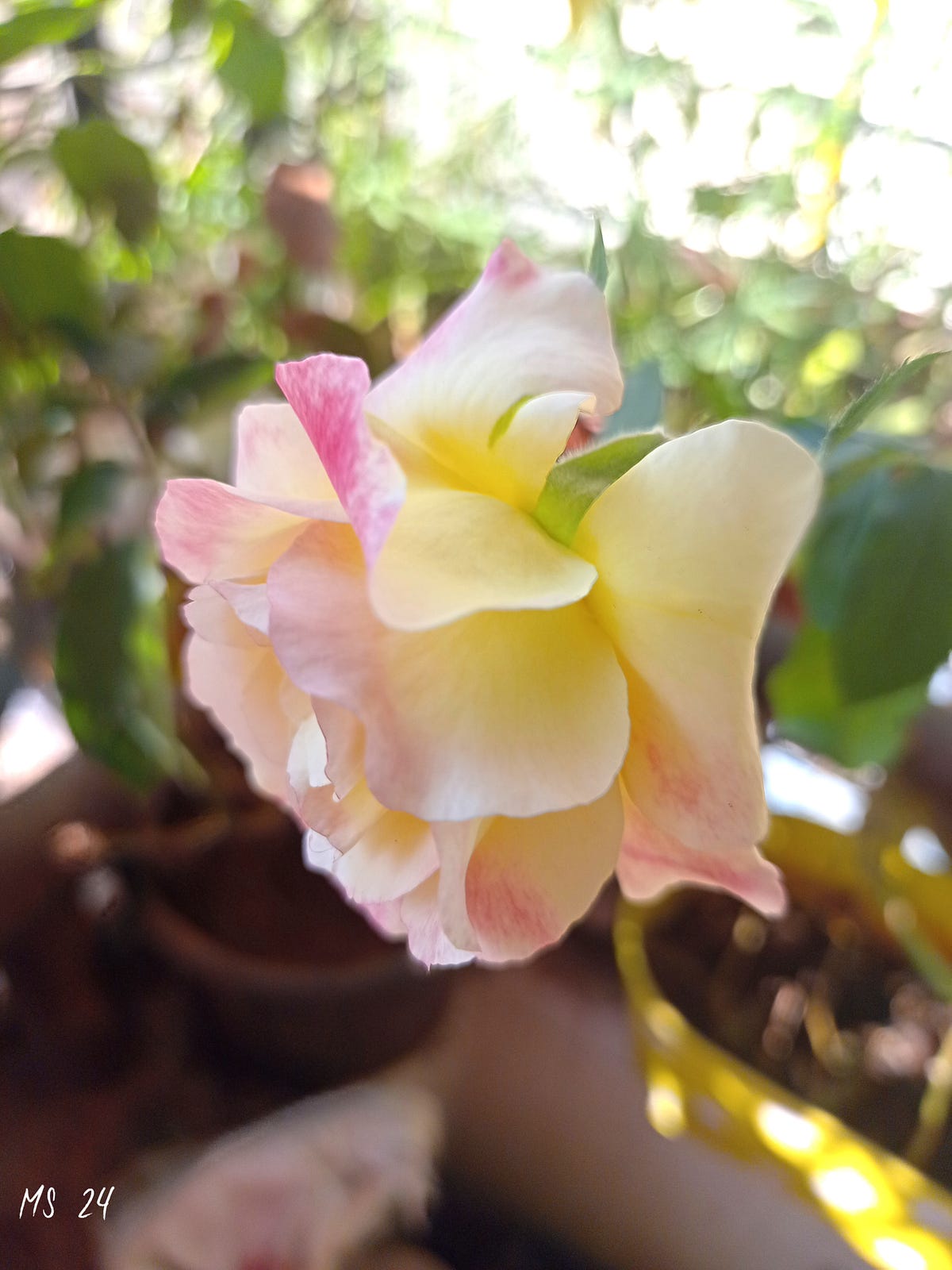 Flowers are blessings 🧚‍♀️🌿 If we go a little deeper, it's a waking ...