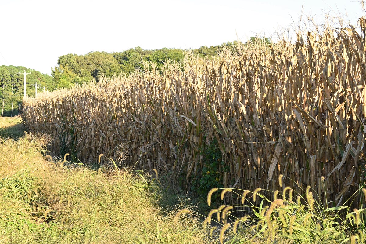 Harvest Time for Eastern Shore Corn | by John Dean | SNAPSHOTS | Medium