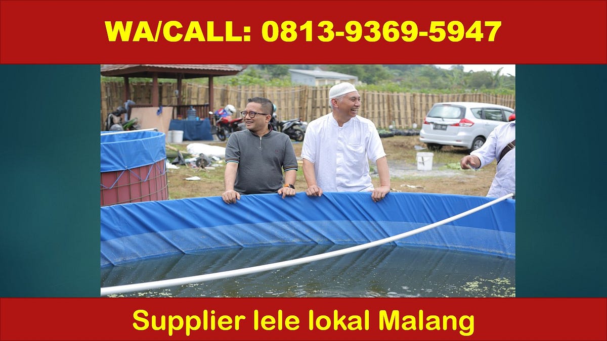 Jual lele catfish - Bm Lele - Medium