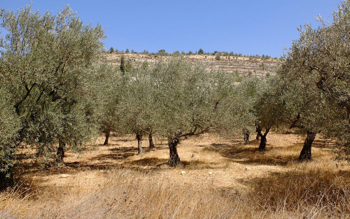 ‘Even the olives were bleeding’. It’s 2pm on the 24th October and time ...