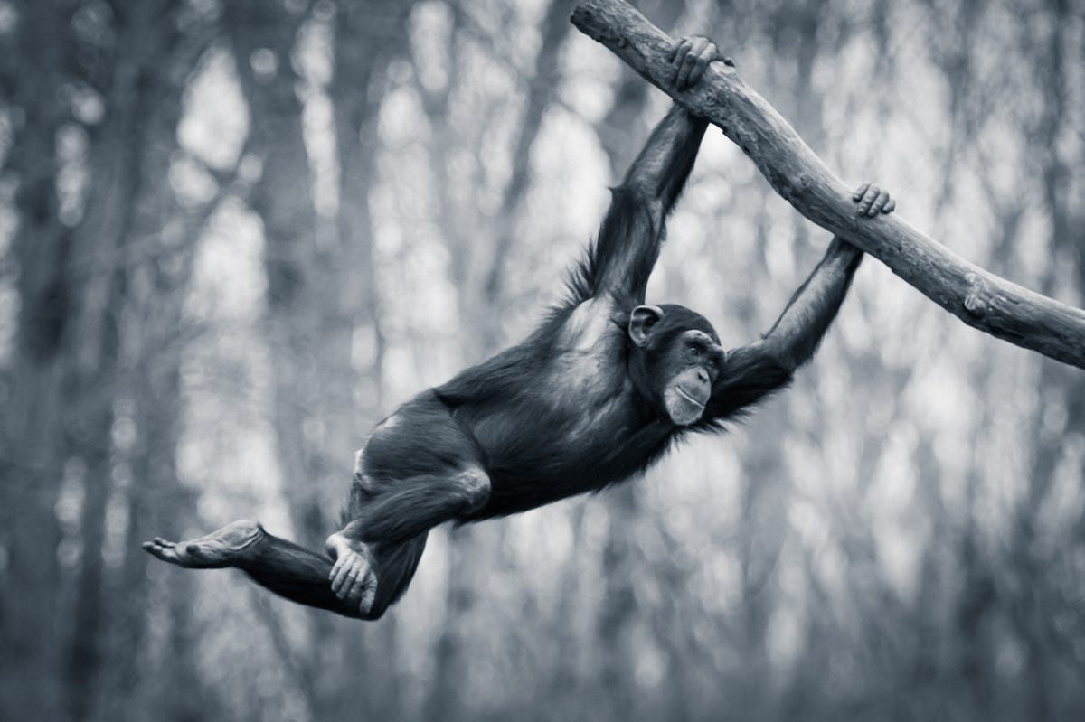 The Swinging Chimp. I’ve always loved the sight of a… | by Russ Klein ...