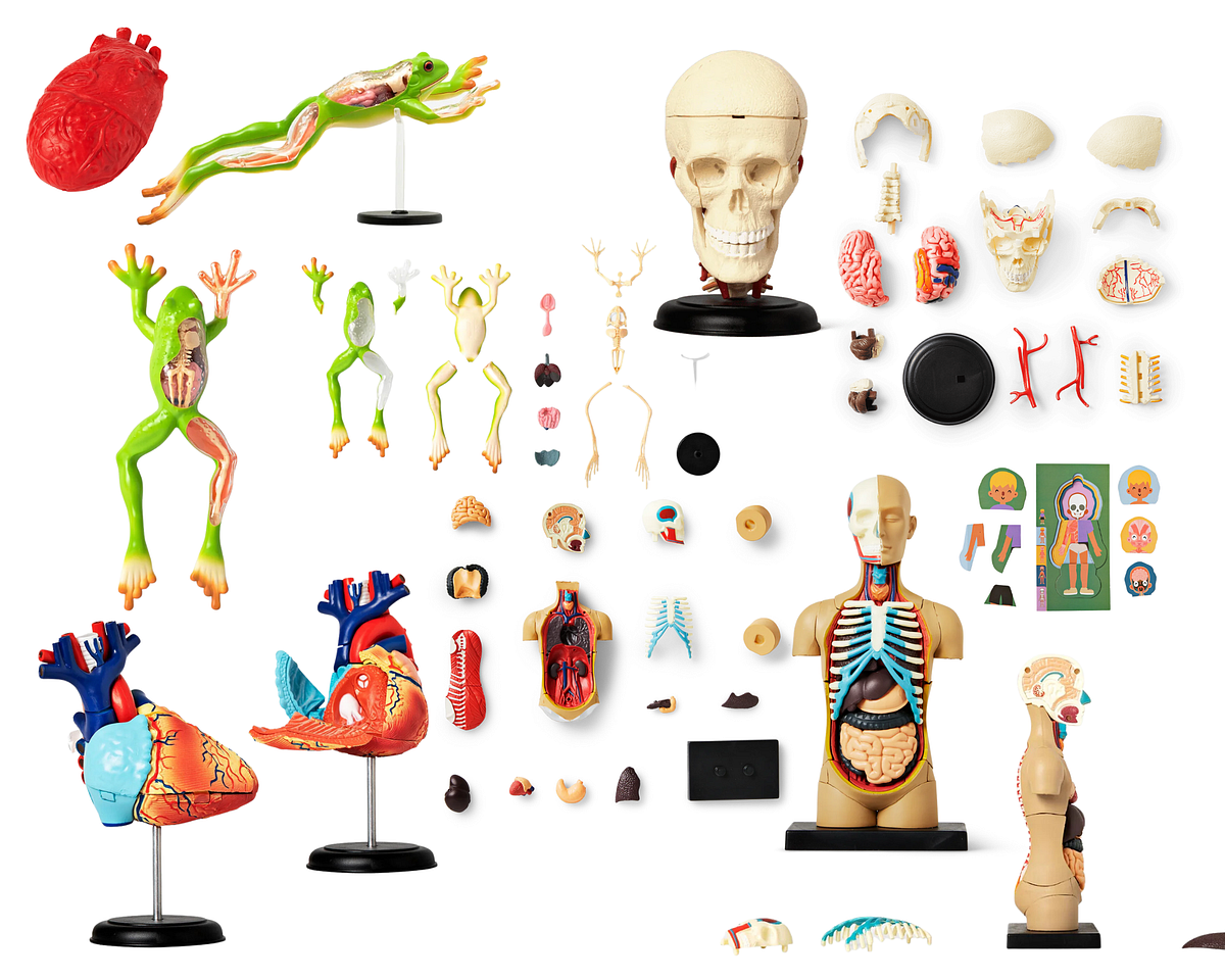 Explore the wonders of anatomy. This is a summary article of Explore ...