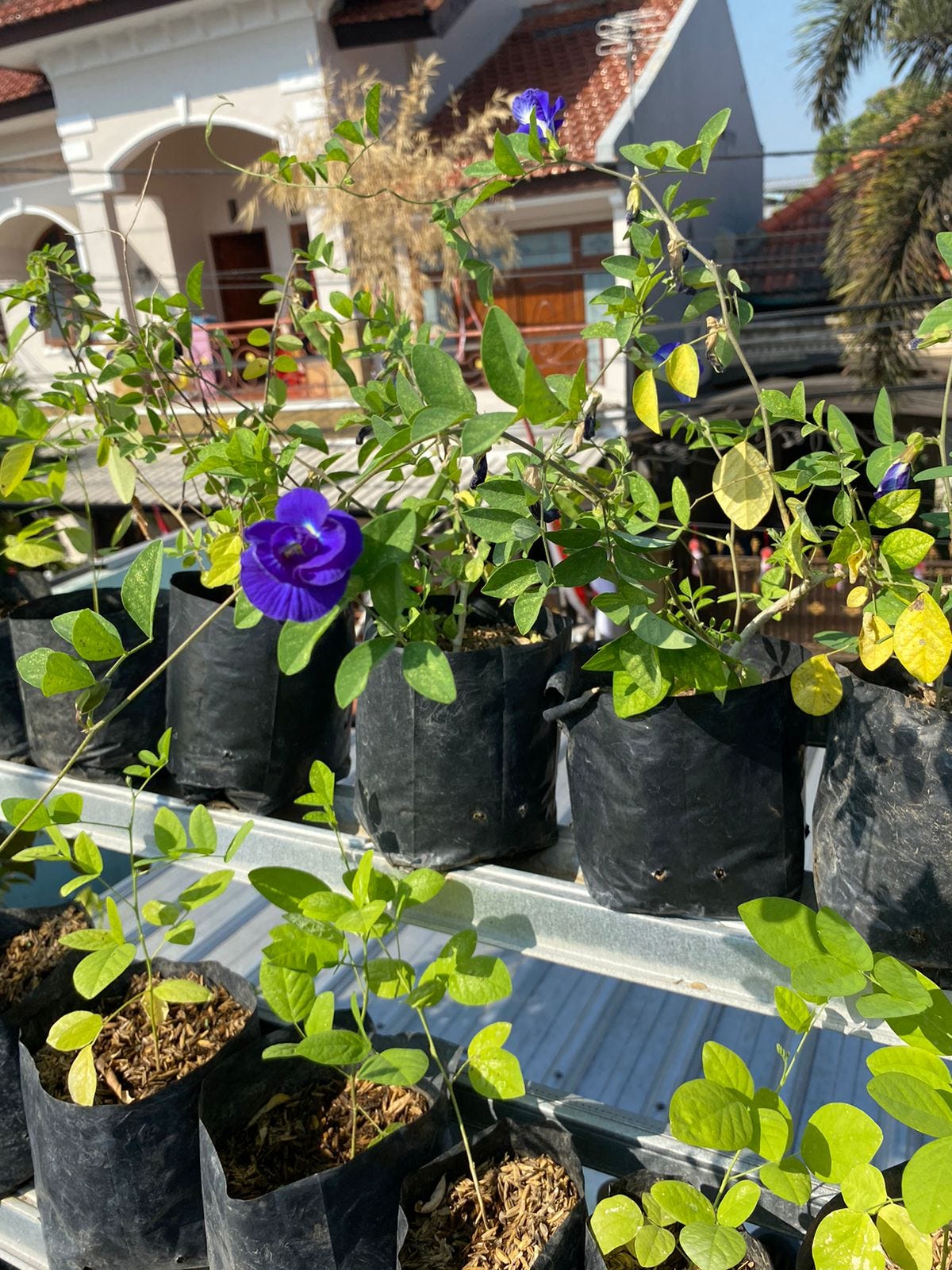 HERBAL!, WA 0813–5812–3335, Toko Tanaman Bunga Telang Di Malang ...