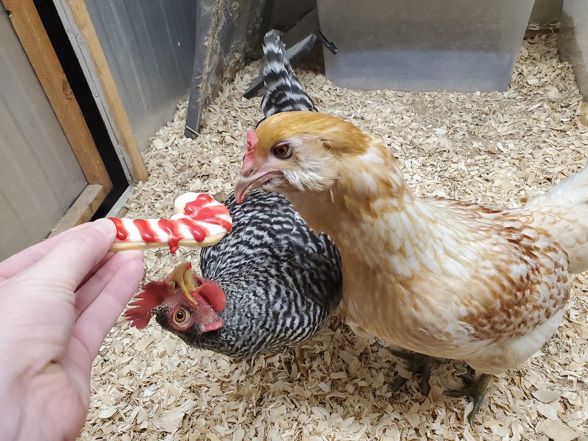 Want to Eliminate Holiday Food Waste? Get Chickens | by Thomas Smith ...