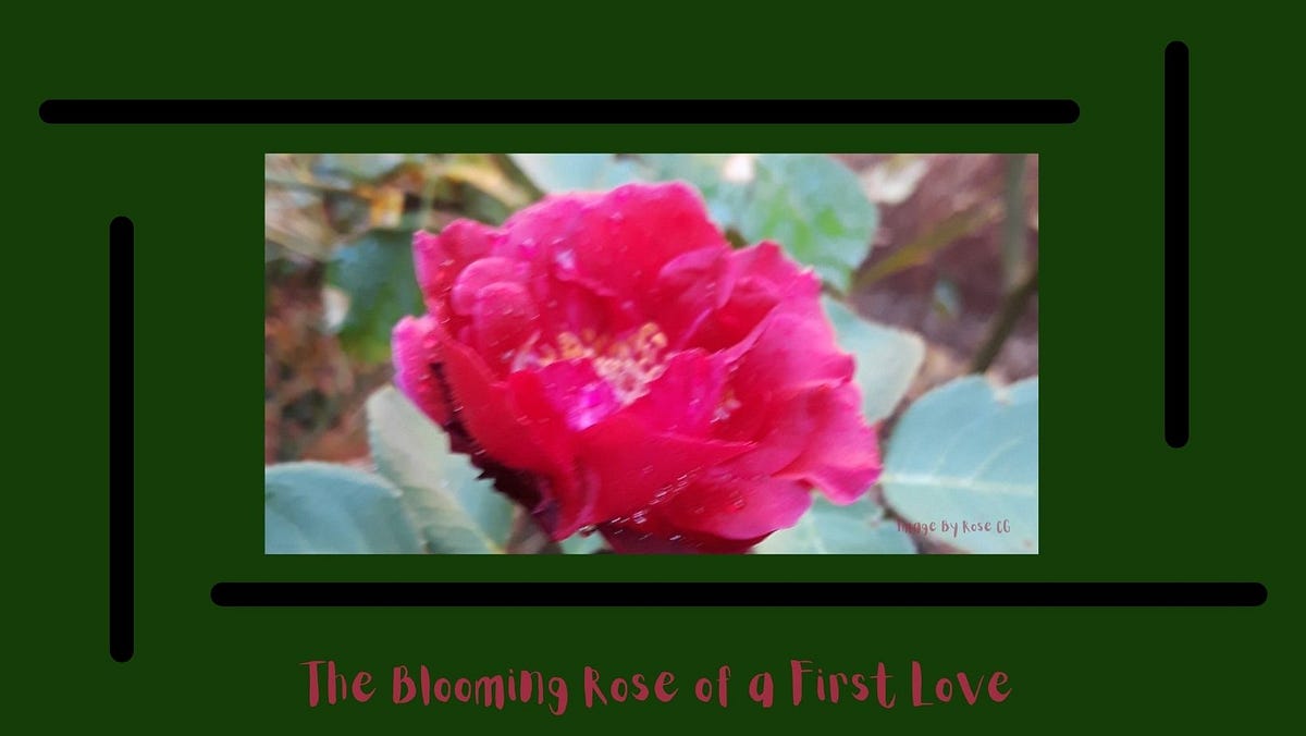 The Blooming Rose of a First Love - House of Haiku - Medium