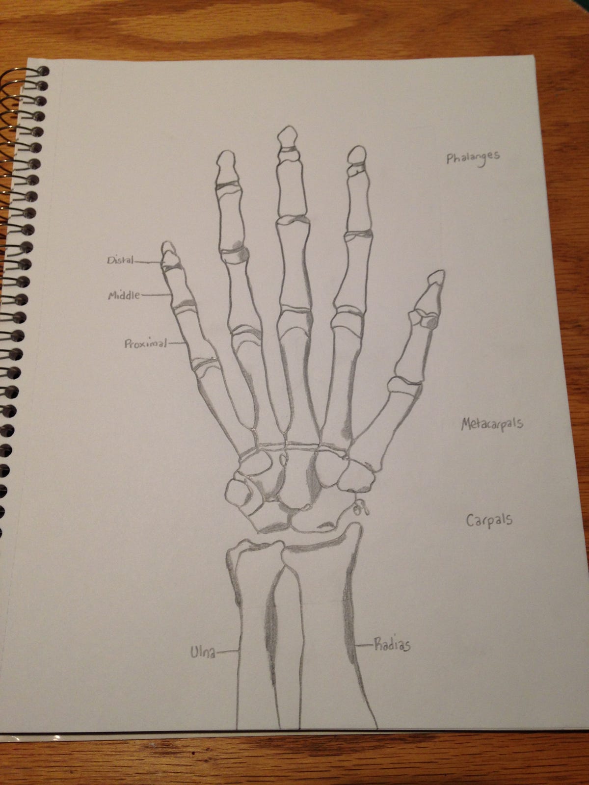 Medical Illustration- Hand Skeleton | by Olivia Yale | Medium