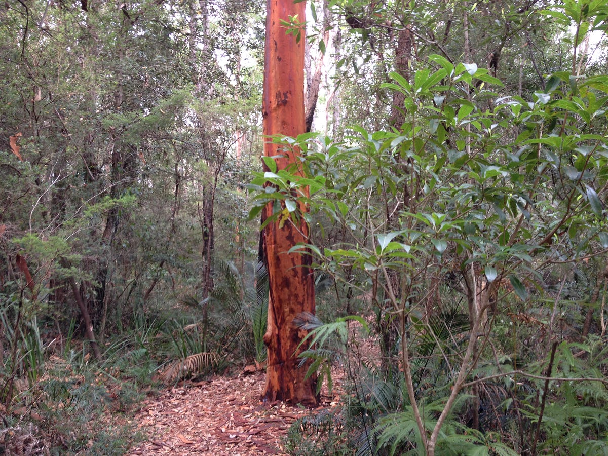 The Australian Bush. The scent of the eucalyptus. | by David Rudder ...