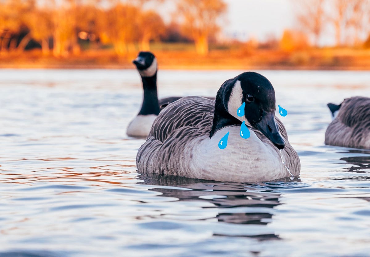 Be More Goose (a gander into leadership): Part 7 | by Jacquibrowne | Medium