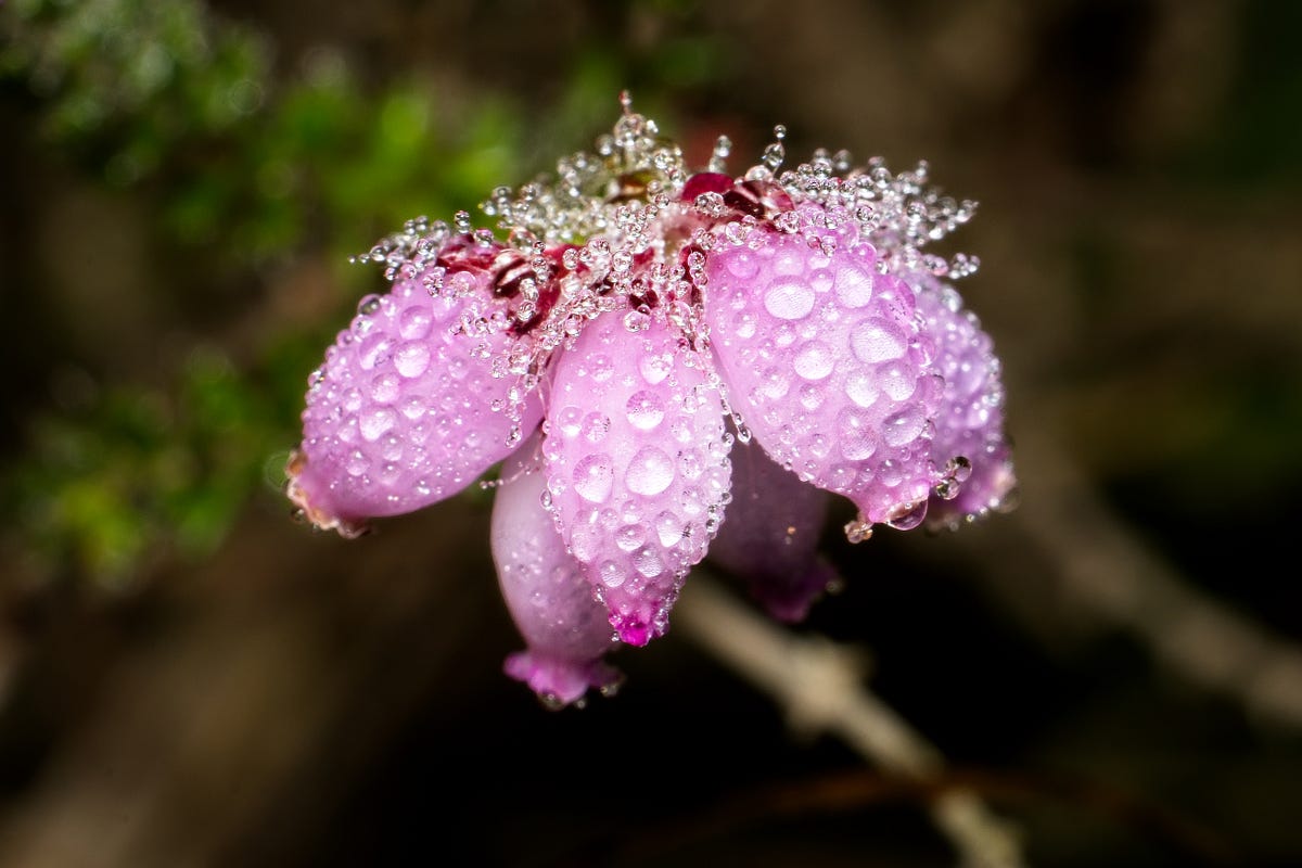 Why Such an Obsession with Dew?. Nature photographers love to shoot ...