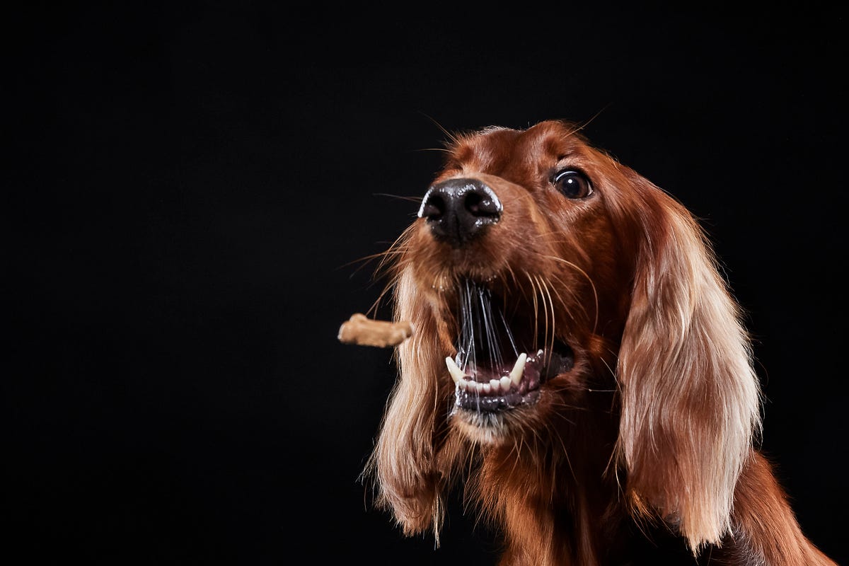 You’re Eating Your Own Dog Food Wrong | by Alex Pedicini | UX Collective