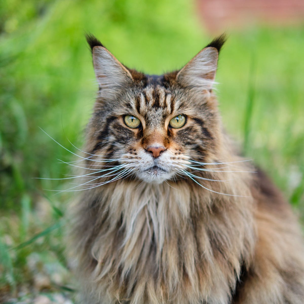 The Majestic Maine Coon Cat: A Comprehensive Guide to the Giant Breed ...