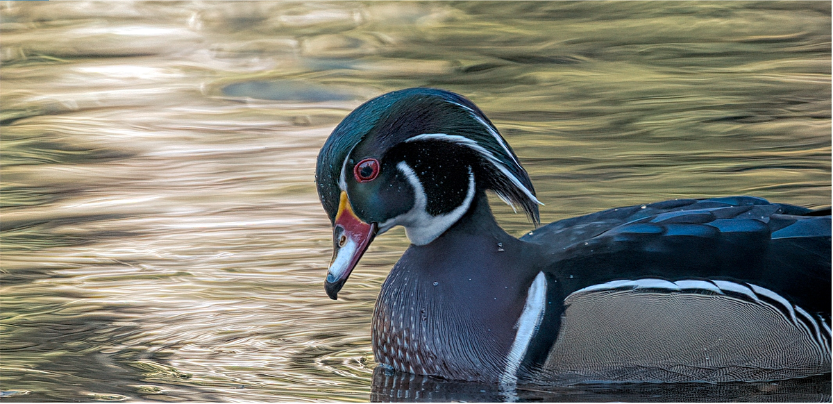 The Wood Duck- A Roland McCray Story | by Blaine Coleman | ILLUMINATION ...