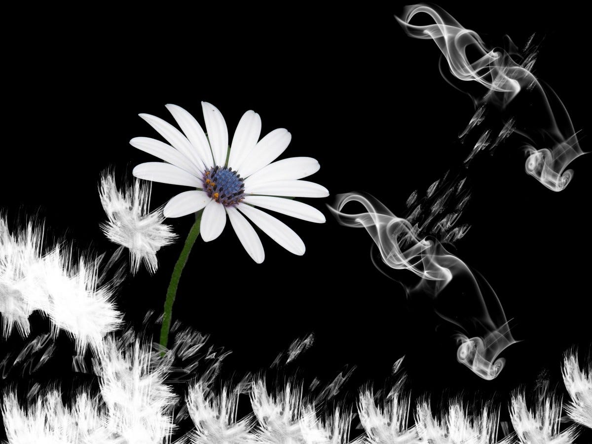 A Colorless Dream. Perhaps life is just that. . . a dream… | by frisky ...