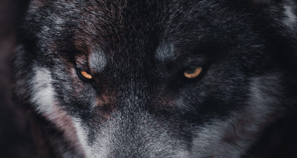 In the Shadows: The Horrible Truth of Jeopardized Wolf Species | by ...