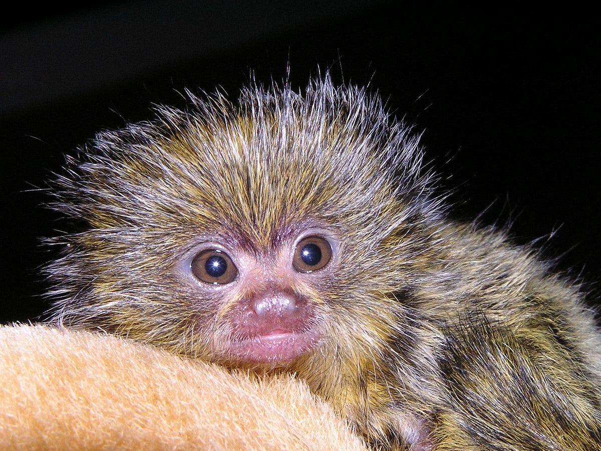 Finger Monkey. The World’s Smallest Monkeys 97 Among… | by Shama ...