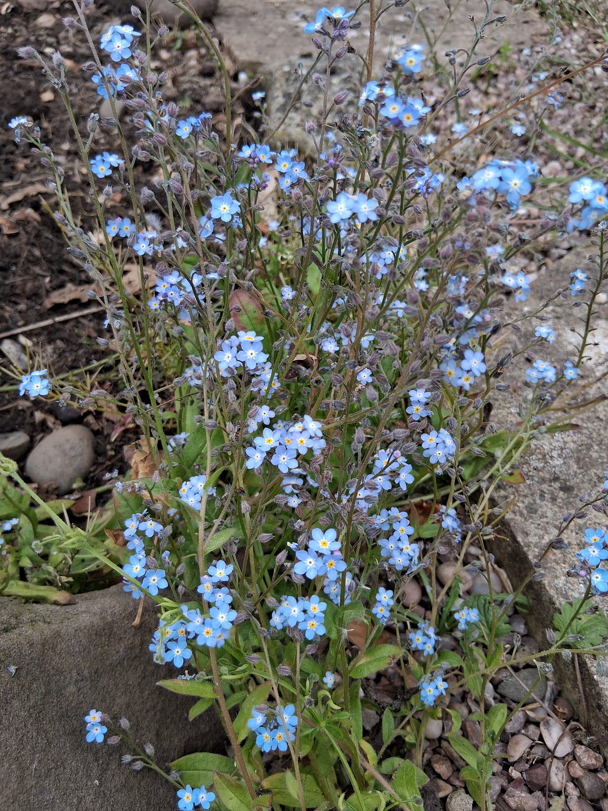 The Gentle Art of Lazy Gardening. What is your favourite weed? | by Ela ...