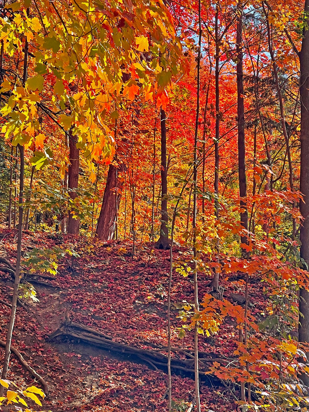 Autumn Reveals Nature’s Palette. A burst of color before the leaves ...