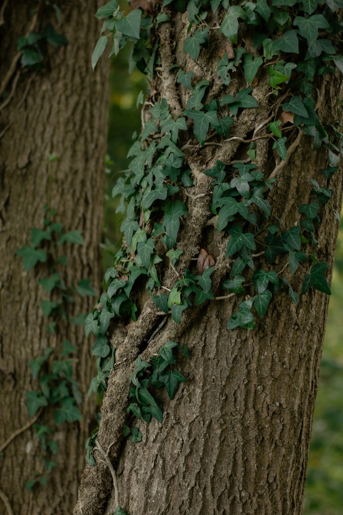 Vines - The silent cords that bind the forest | Medium