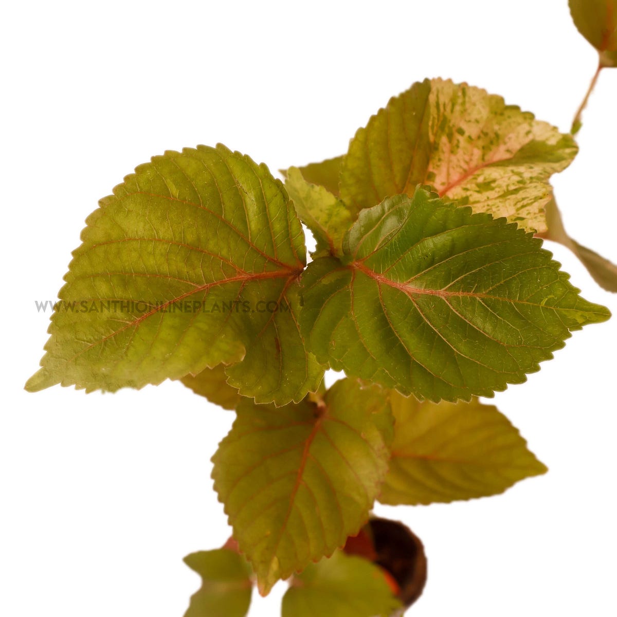 Acalypha Wilkesiana Painted Copper Plant | by santhi santhi | Oct, 2023 ...