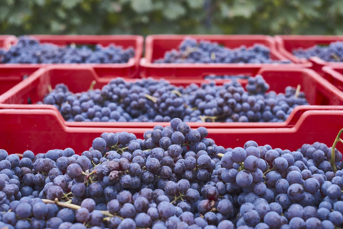 What are Hybrid Grapes?. Hybrid grapes are game changers for… | by ...