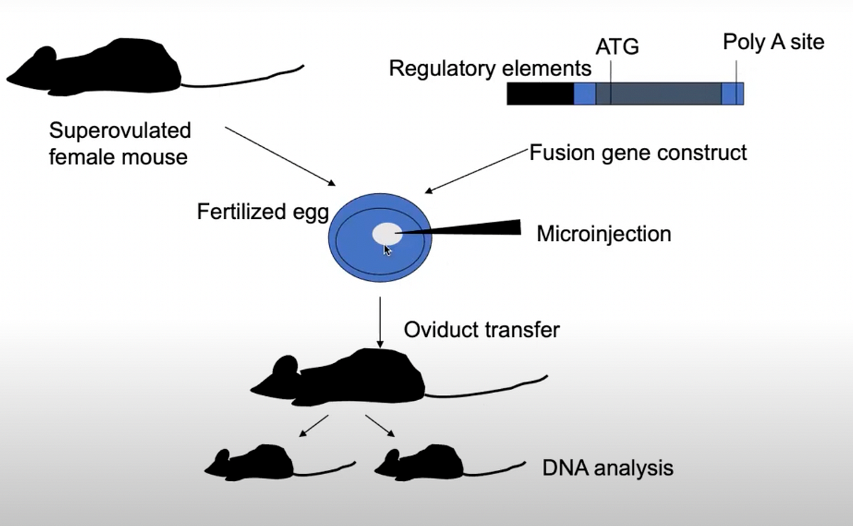 Murine Genetics. WashU博士班 — mammalian genetics上課筆記 | by Peng, Chien Wei ...