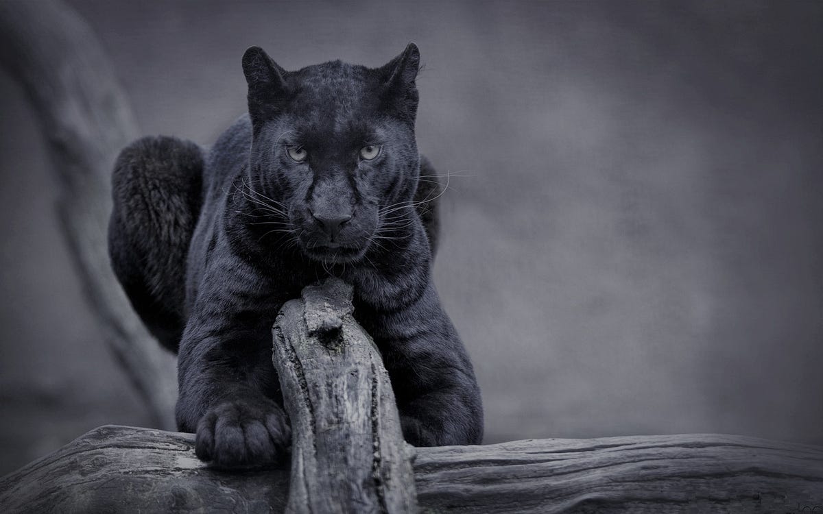 The Panther. A Poem. | by Andy Blendermann | Scuzzbucket | Medium