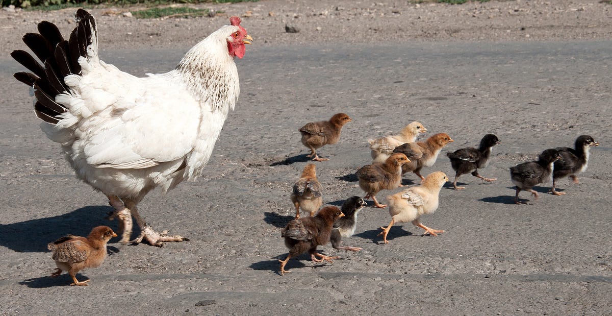 The Unforgettable Lesson I Learned From a Chicken | by Gary Ryan Blair ...