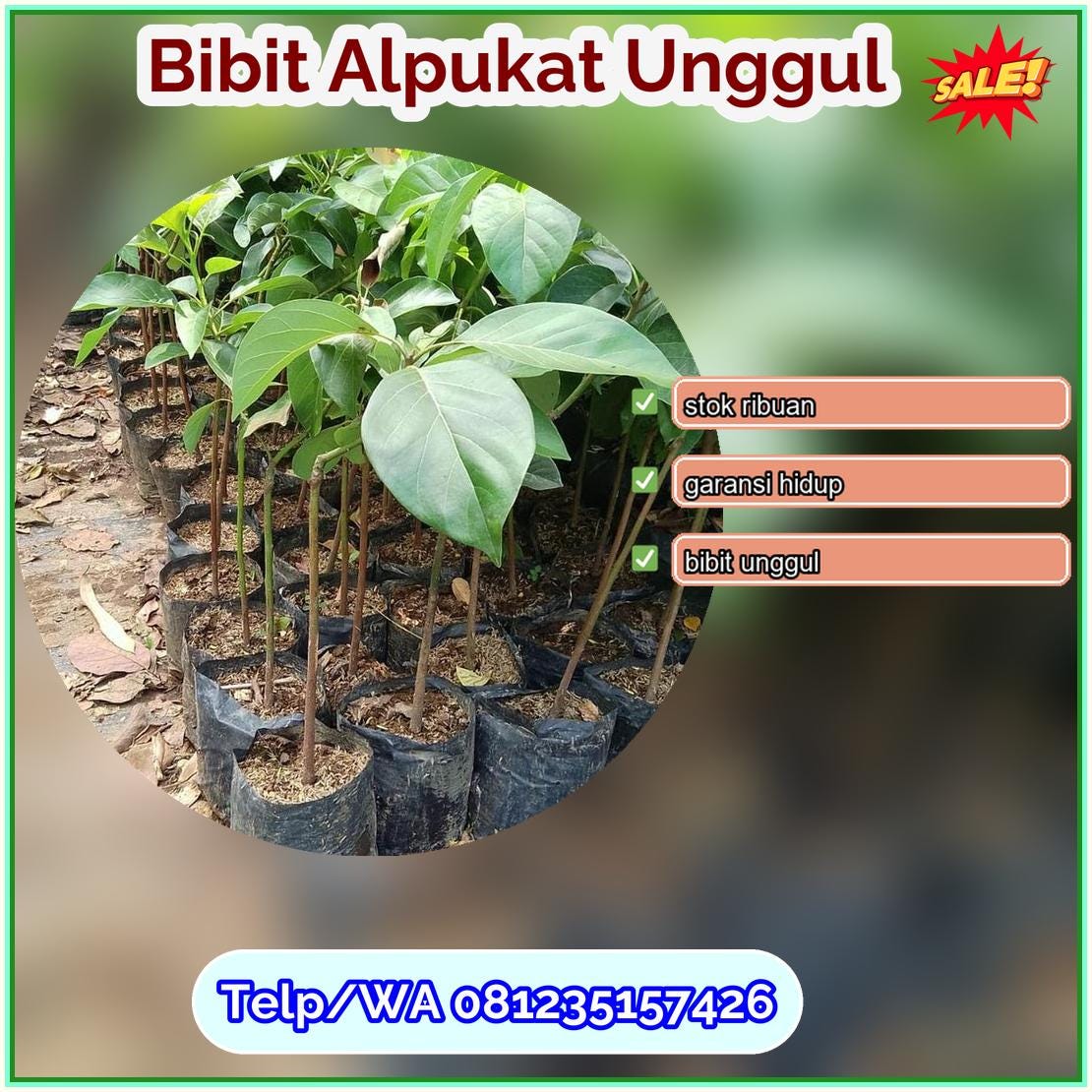 Pusat Pembibitan Bibit Alpukat Unggul Sragen - Erina Flower Farm - Medium