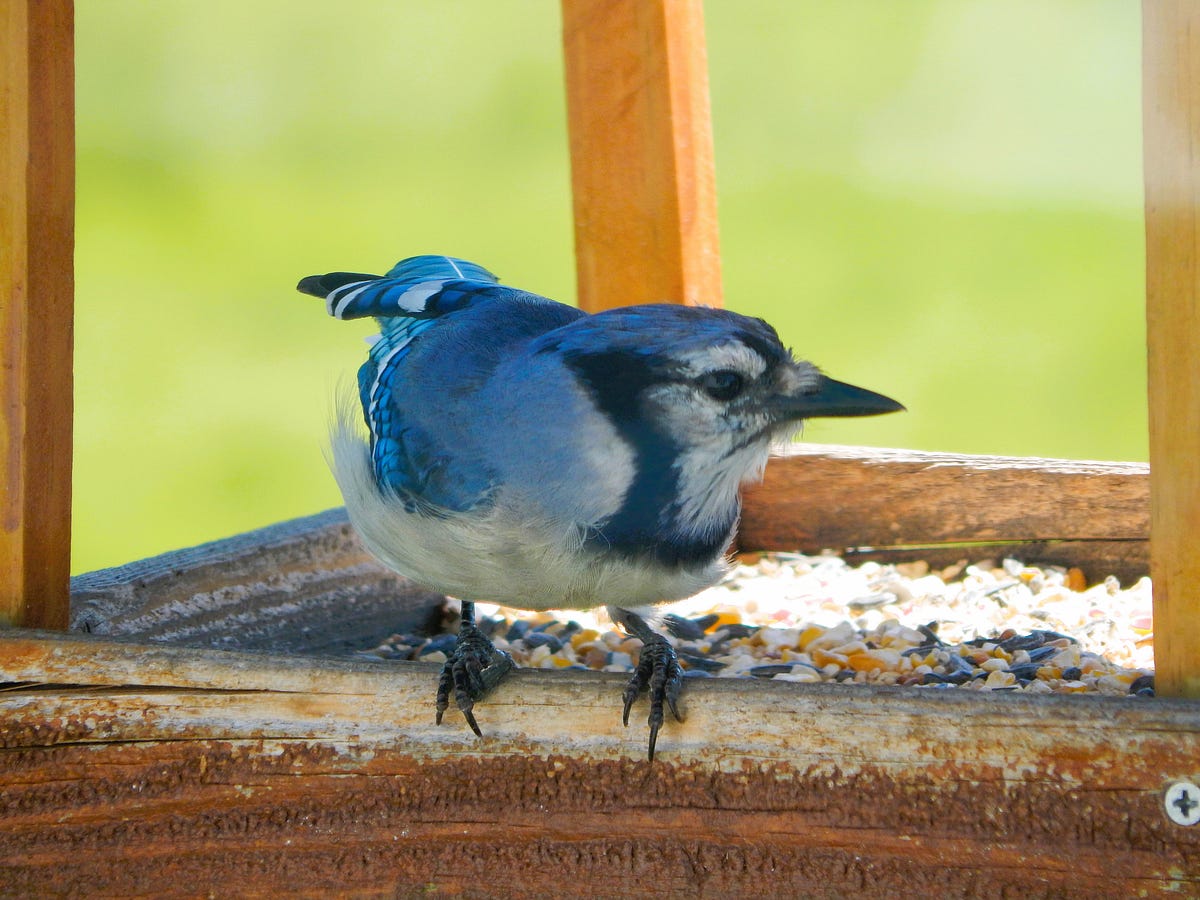 Getting Ready For Fall Birdwatching | by Dan Pfeifer | Weeds ...