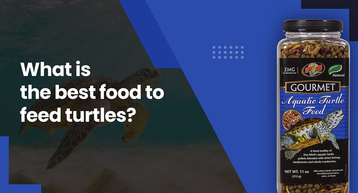 What Is The Best Food To Feed Turtles? | by KwikPet | Medium