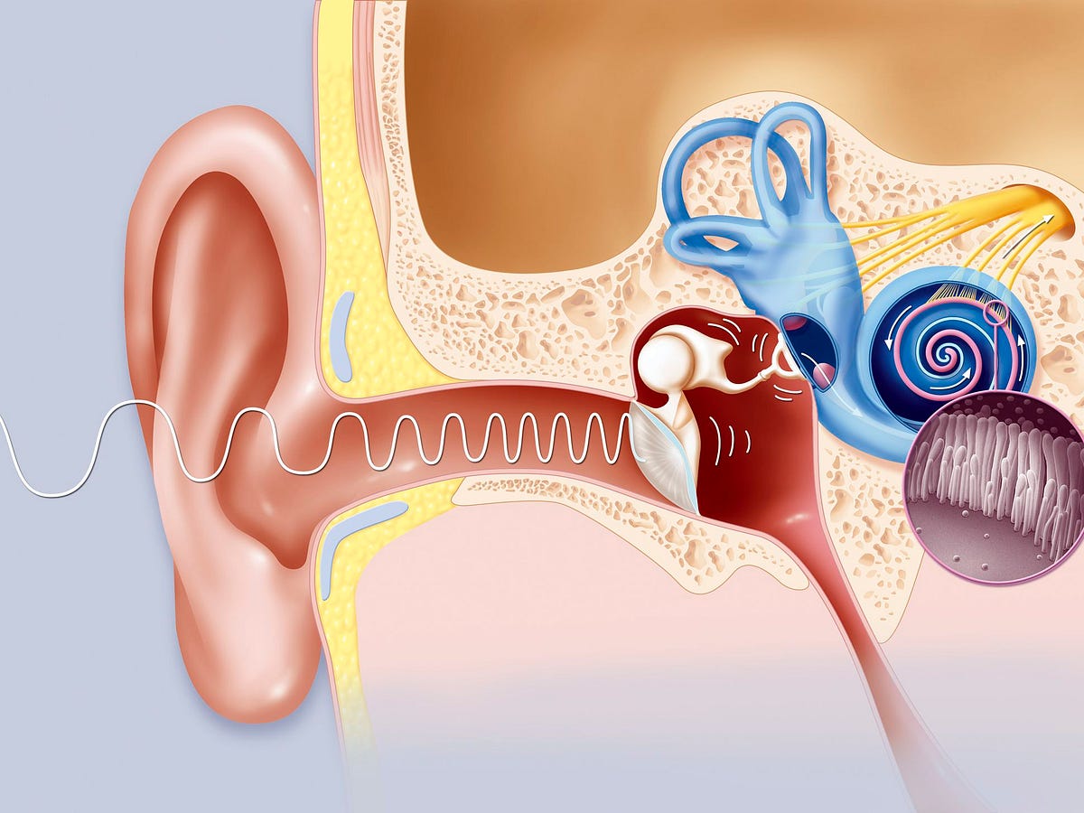 Science Behind the Ears and Mouth by Josh C. & Ezau C. (Blog Post #1 ...