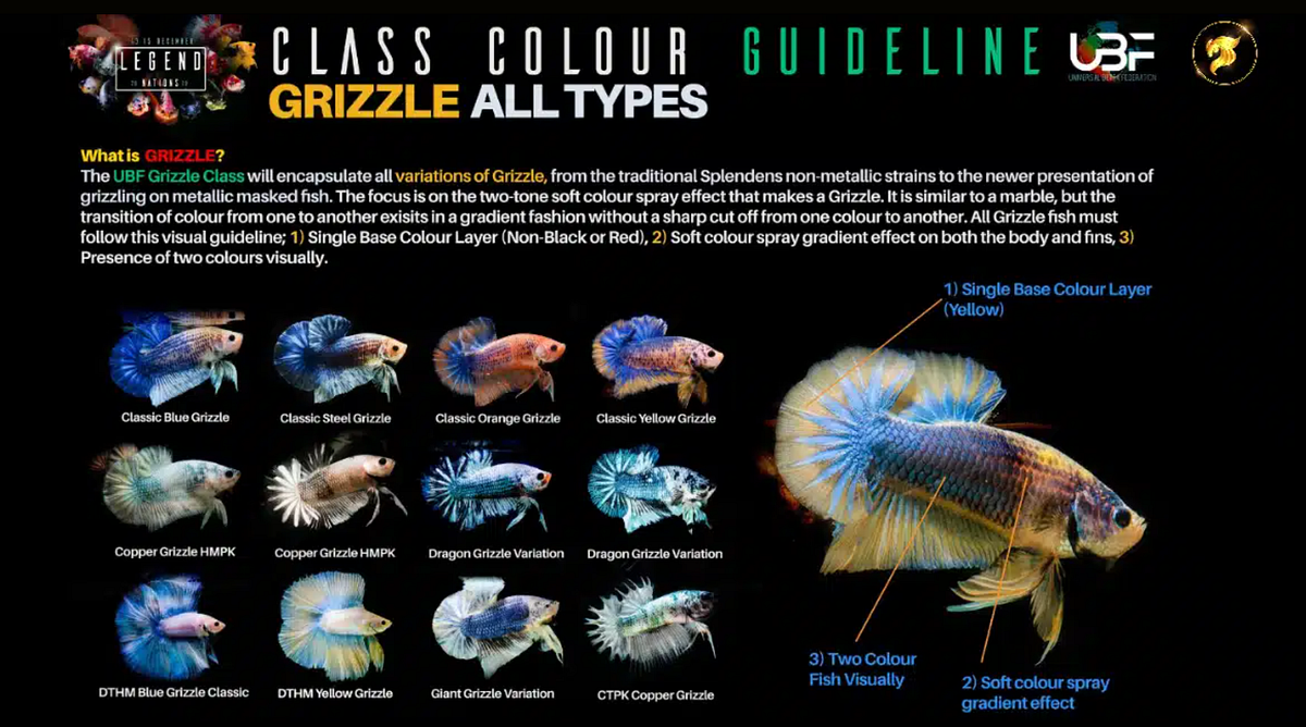 Class Color Guideline Grizzle betta fish all types. - Nice Betta ...