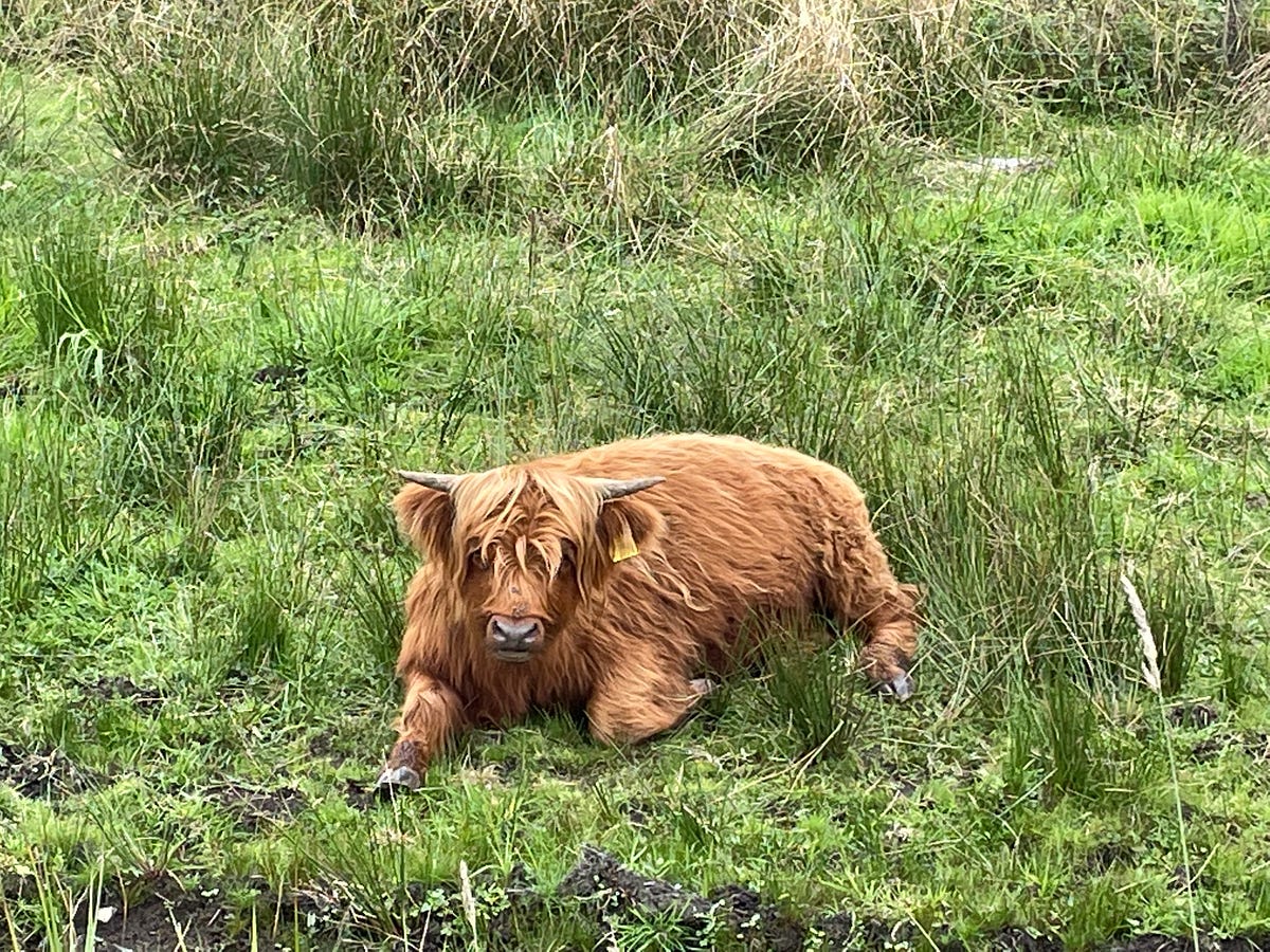How To Be a Bull. A Six Word Photo Story: Freestyle | by Hermione Wilds ...