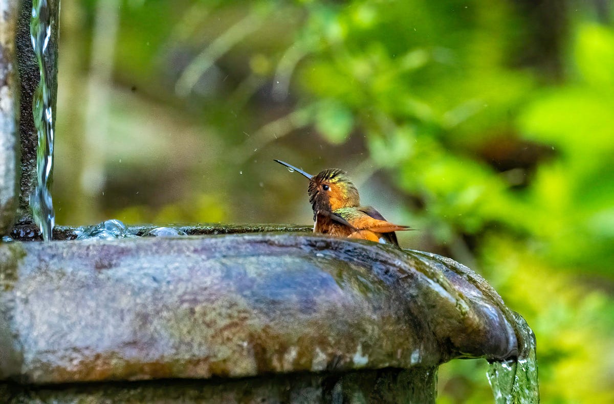 Splish, Splash, a Hummingbird Taking a Bath | by Erika Burkhalter | Six ...