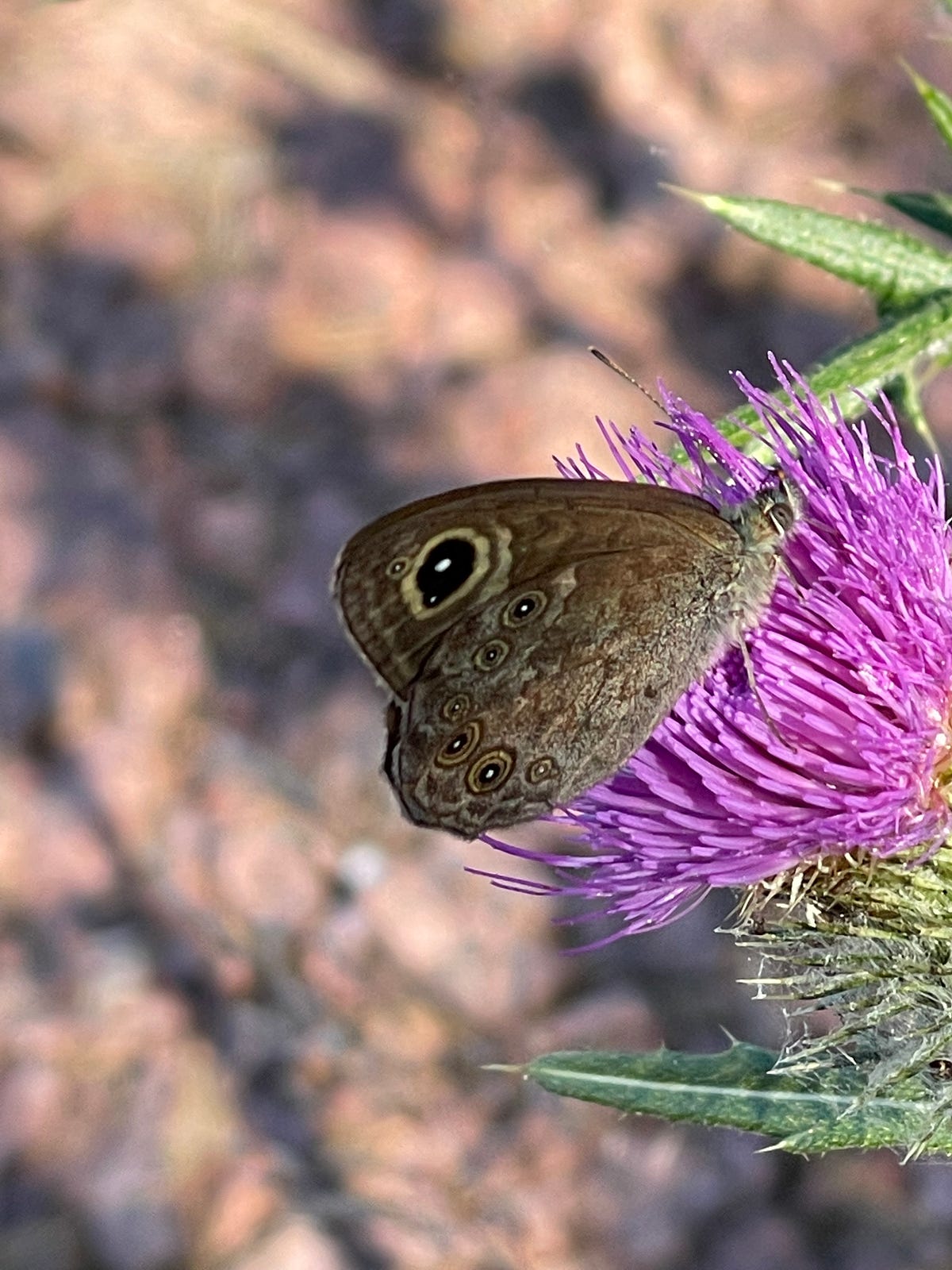 On Changing Wings. Is it possible, do you think? | by Lisa Bolin | The ...