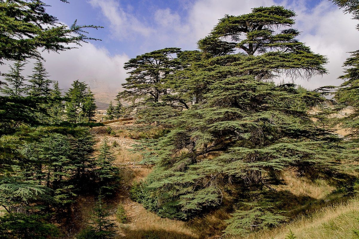 Cedars of Lebanon. A poem | by Penofgold | Paper Poetry | Medium