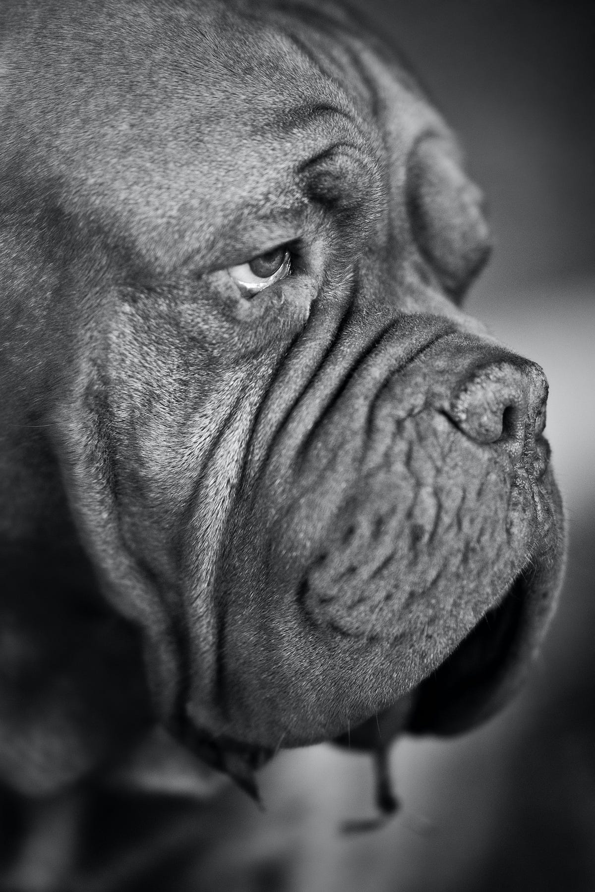 Dogs | Anaphylactic Shock!. What You Should Do If Your Pet Is… | by ...