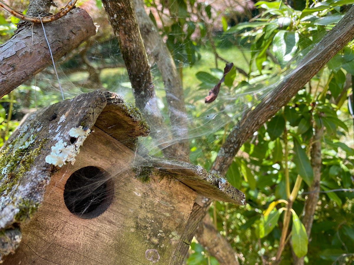 In The Cobwebs Of Sleep. A poem or a nocuous nocturne | by Breathe & Be Still | Scuzzbucket | Medium