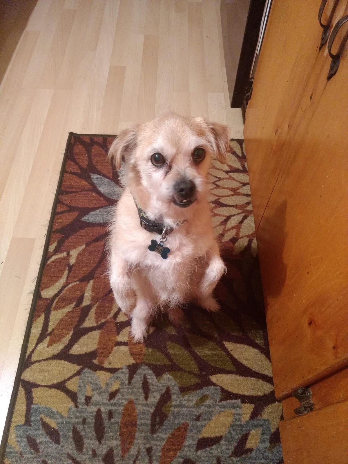 A New Beginning With Baxter. How A Scruffy, Vegetable-Loving Former ...