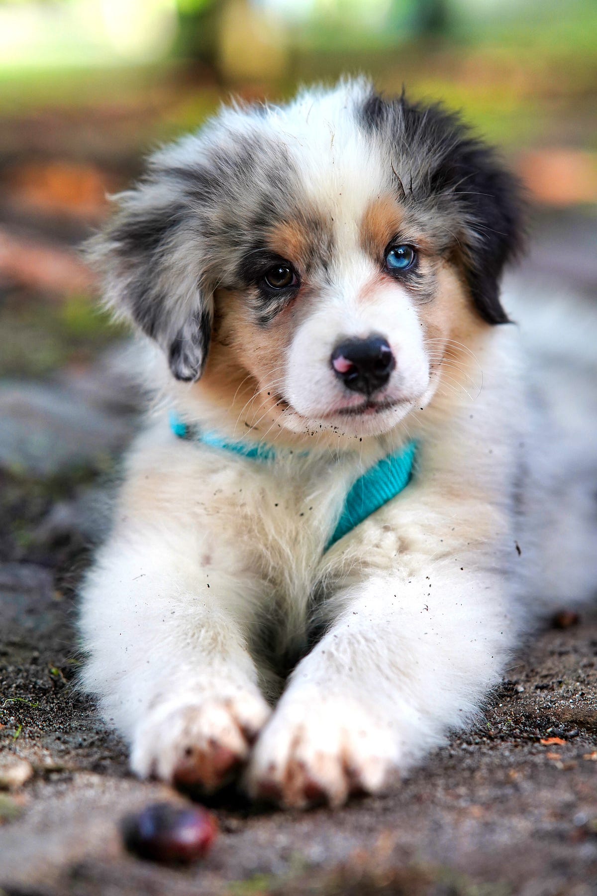 Pawsitive Pup:. Teaching Essential Skills to Your… | by Christine ...