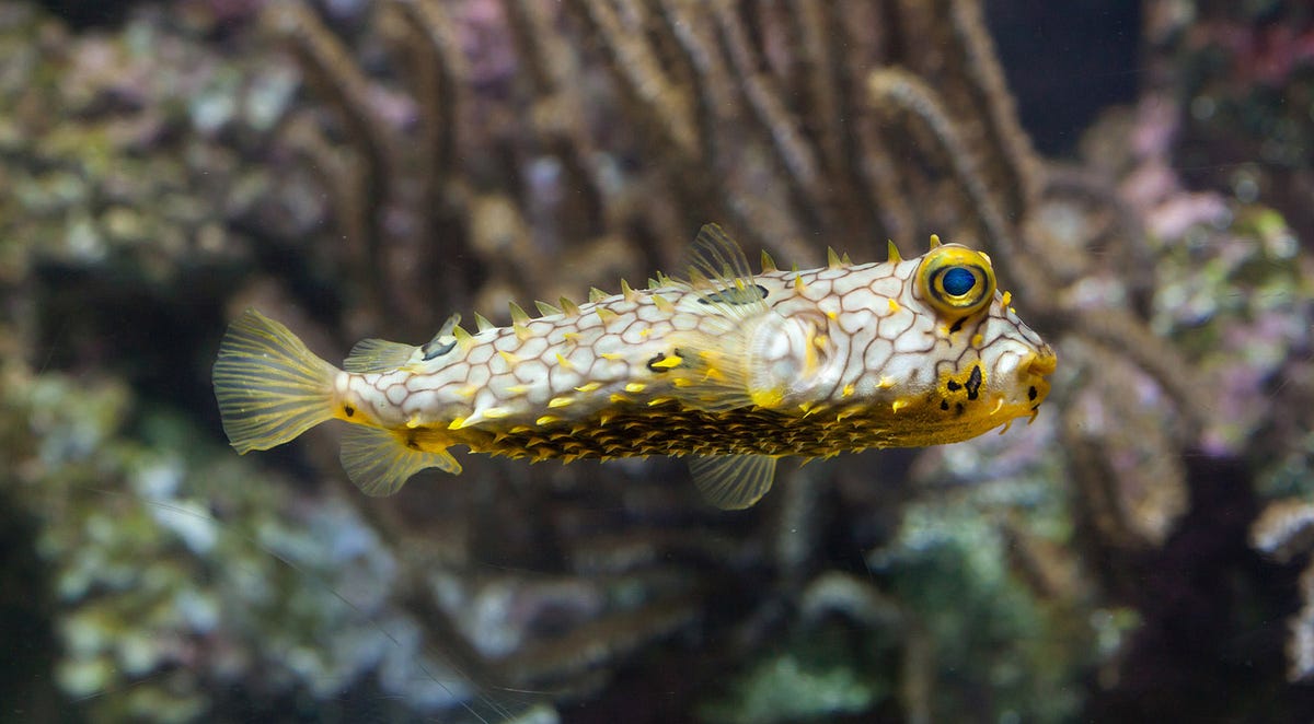 See our burrfish inside the Dalton Discovery Center | by Conservancy of ...