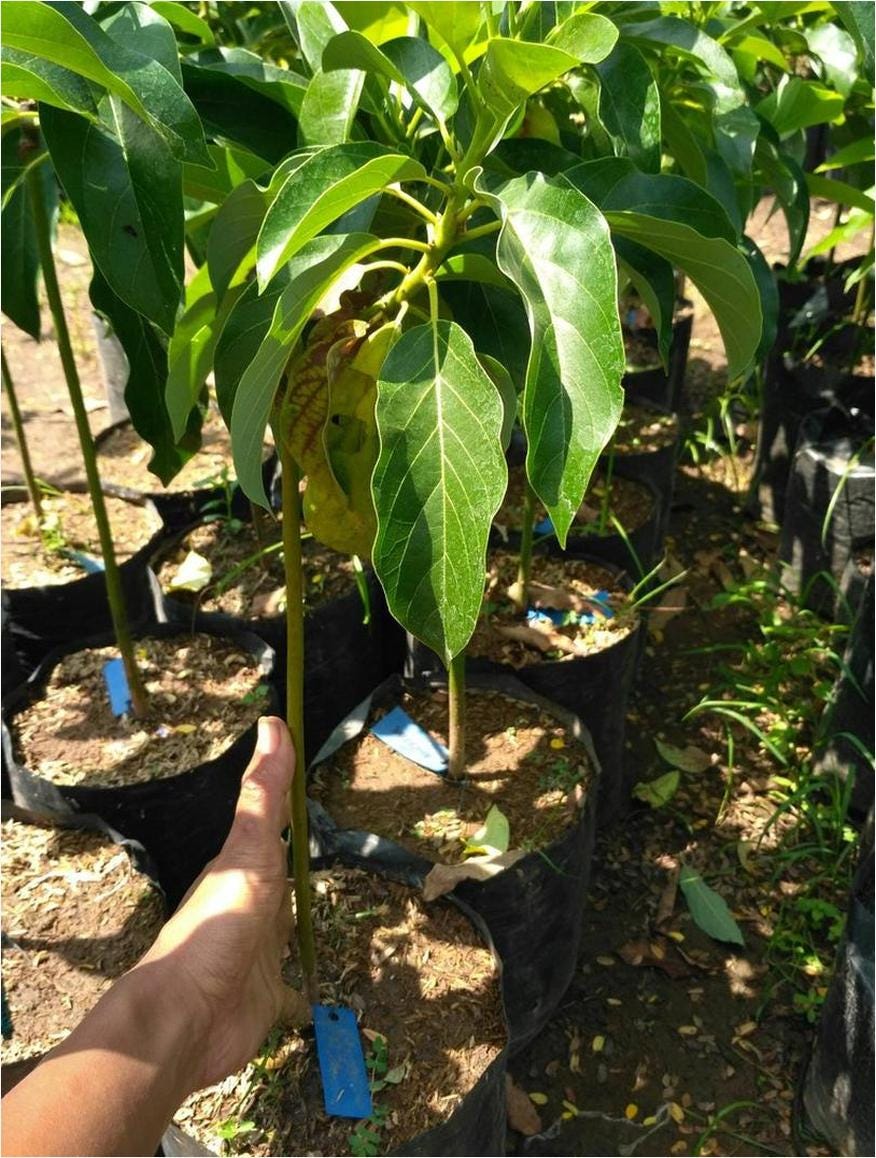 Bibit Alpukat Markus Super Terlaris Kudus | by Bimantaragardener | Medium