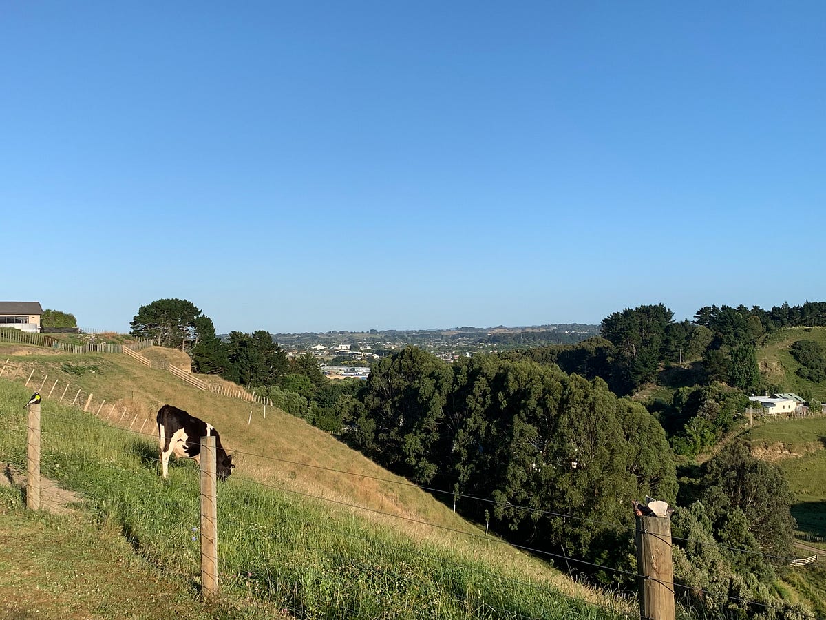 It’s Race Day!. It’s a spectacular morning in Wanganui… | by Tony ...