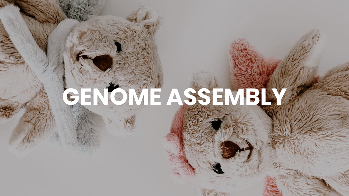 Build-a-Synthetic-Genome is the new Build-a-Bear | by Ramy Zhang | Medium