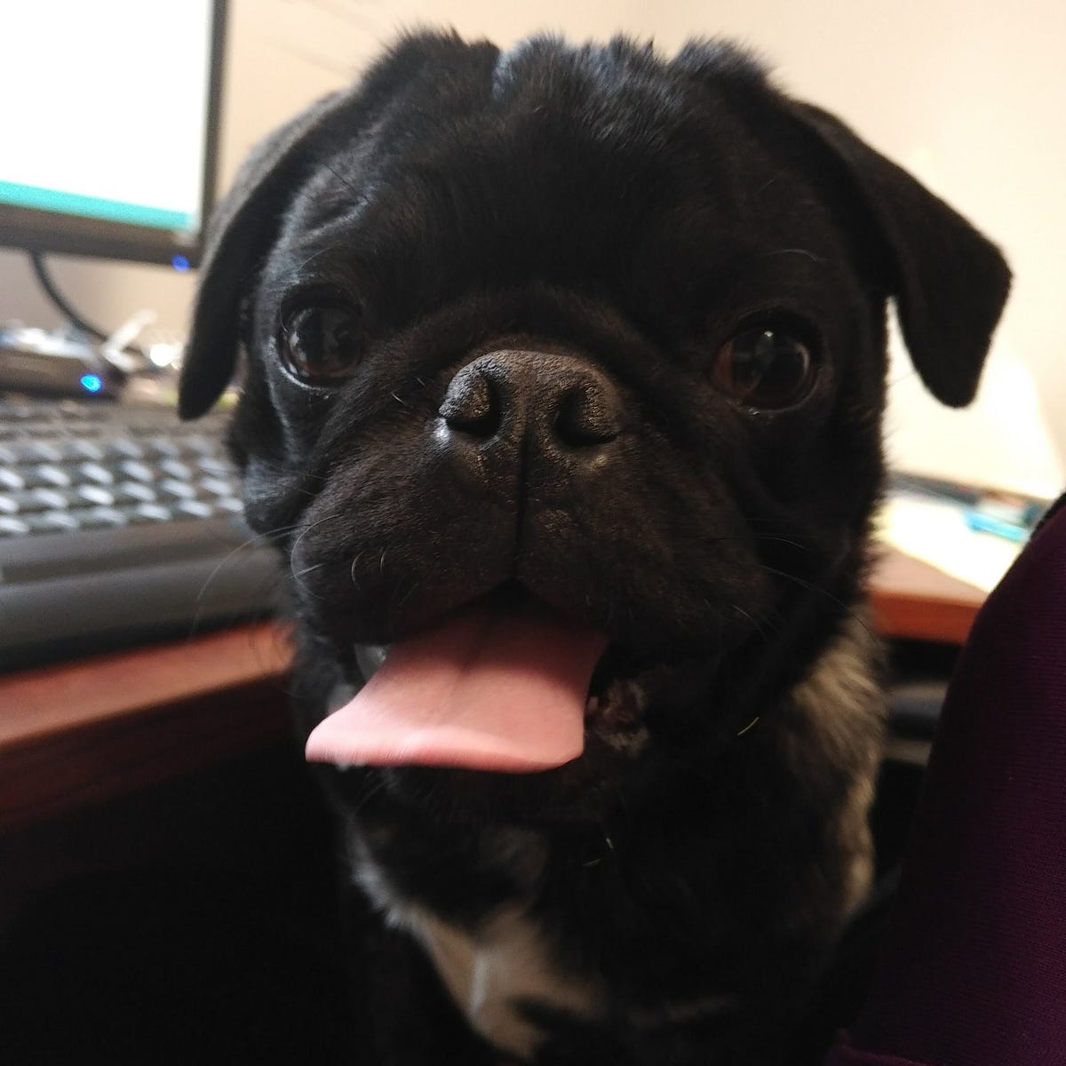 A Day in the Life of an Office Pug | by Dakota Montgomery | Pickle Fork ...