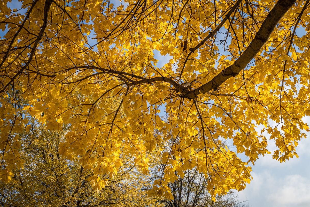 Making Good Photos of Fall Color Can Be Challenging. | by Chuck Haacker ...