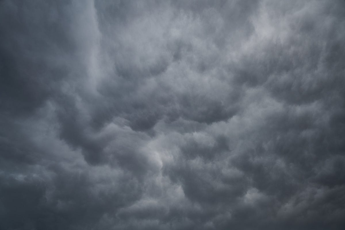 Windswept. One Saturday Evening | by John O'Neill | Weeds & Wildflowers ...